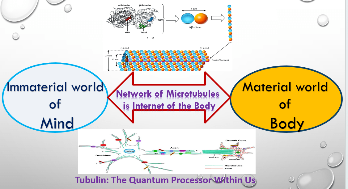 The Quantum Brain – ARUNSINGHA